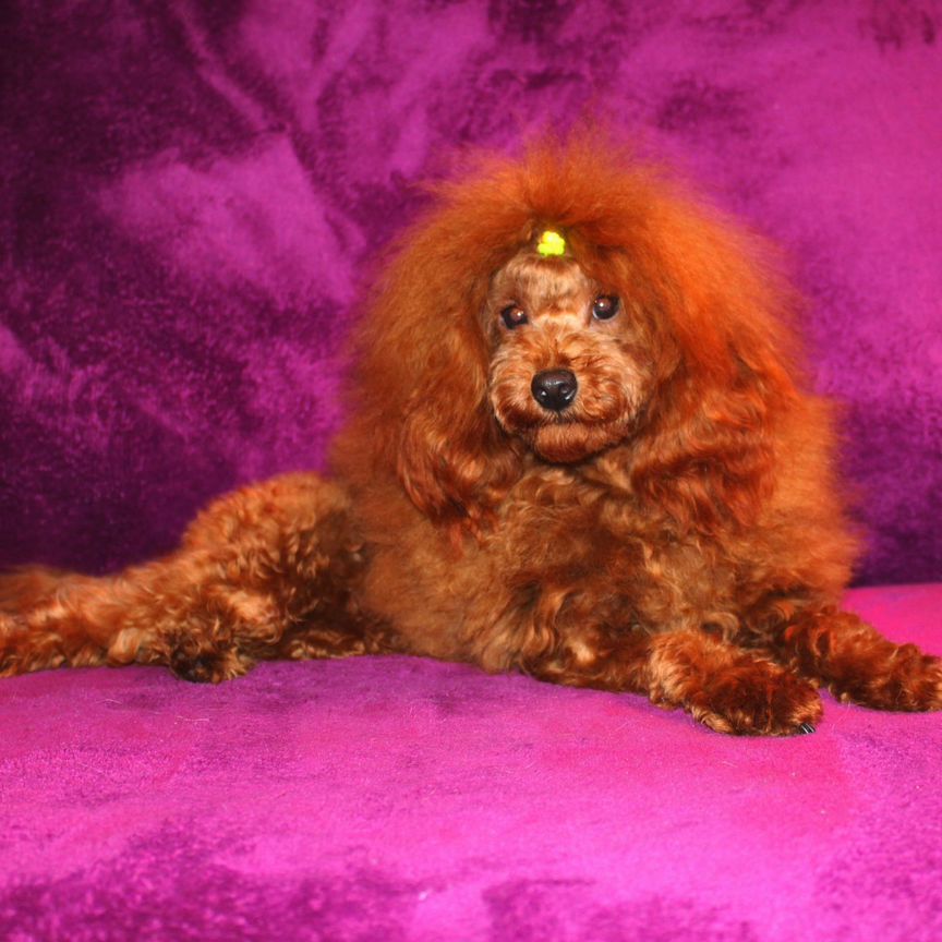 Той-пудель, вязка