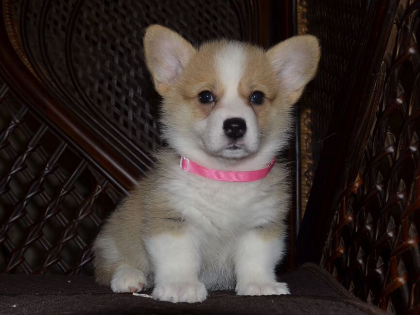 Малышка вельш корги пемброк