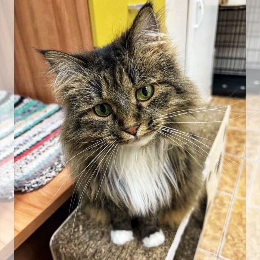 Взрослая, кошка в добрые руки