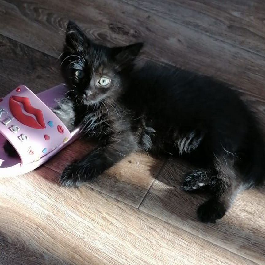 Кошечка