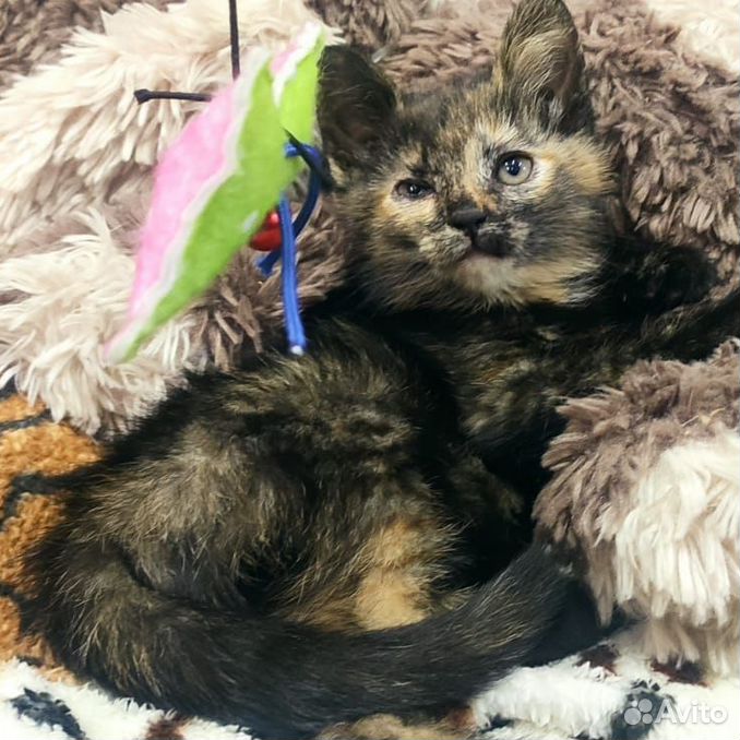 Котенок ласковый 2 мес девочка, черепаховая