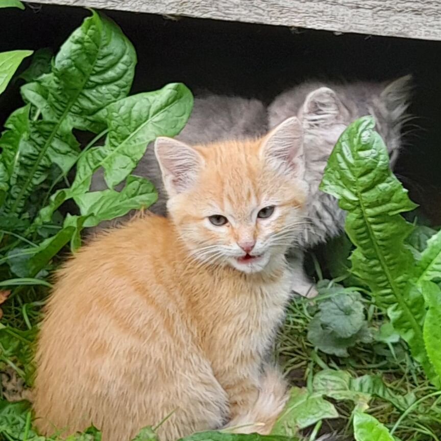 Рыжий котенок мальчик
