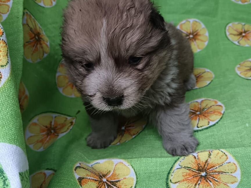 Маму отравили, малышам грозит опасность