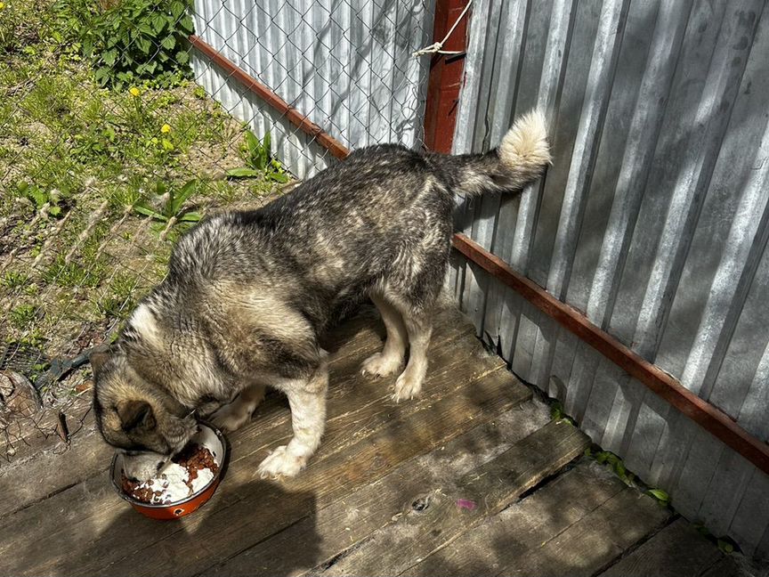 Собака в добрые руки отдам бесплатно