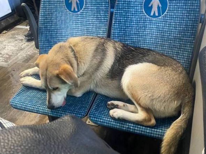 Пес Турист ищет дом