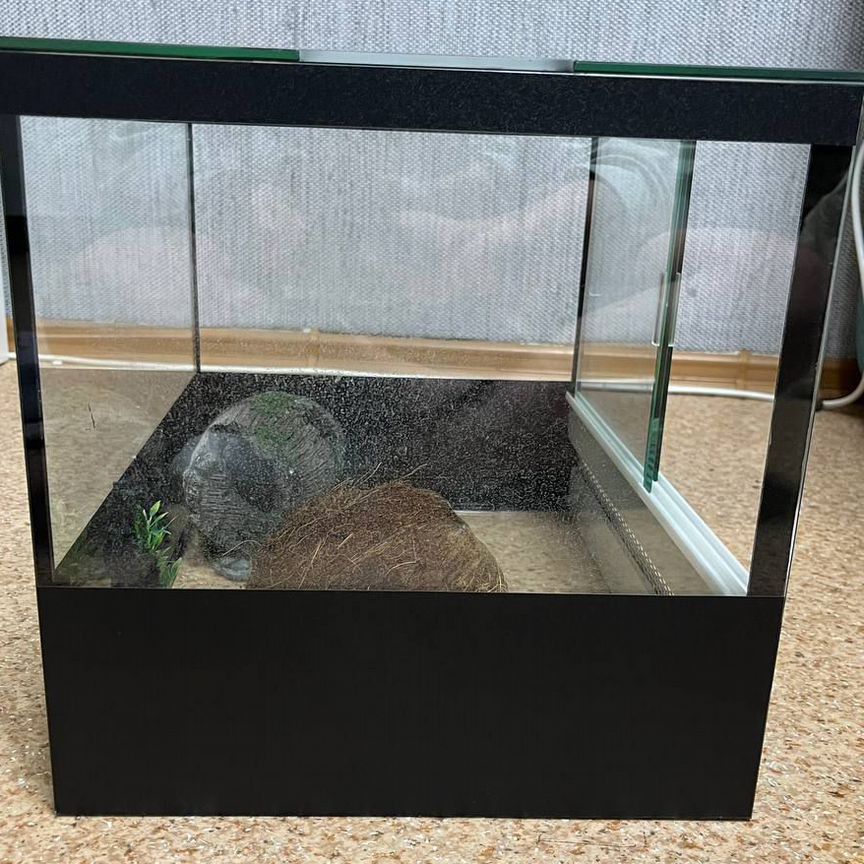 Стеклянный террариум