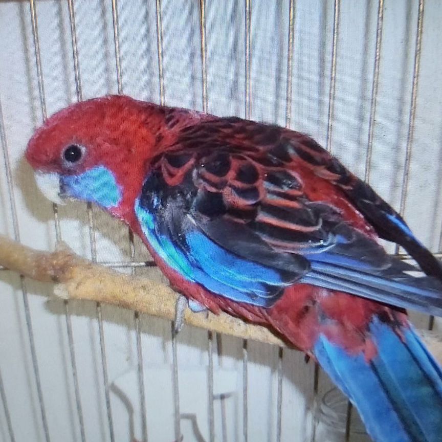 Попугай розелла пенантовая