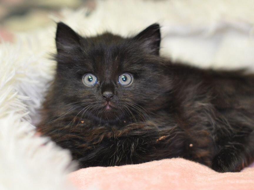 Котенок