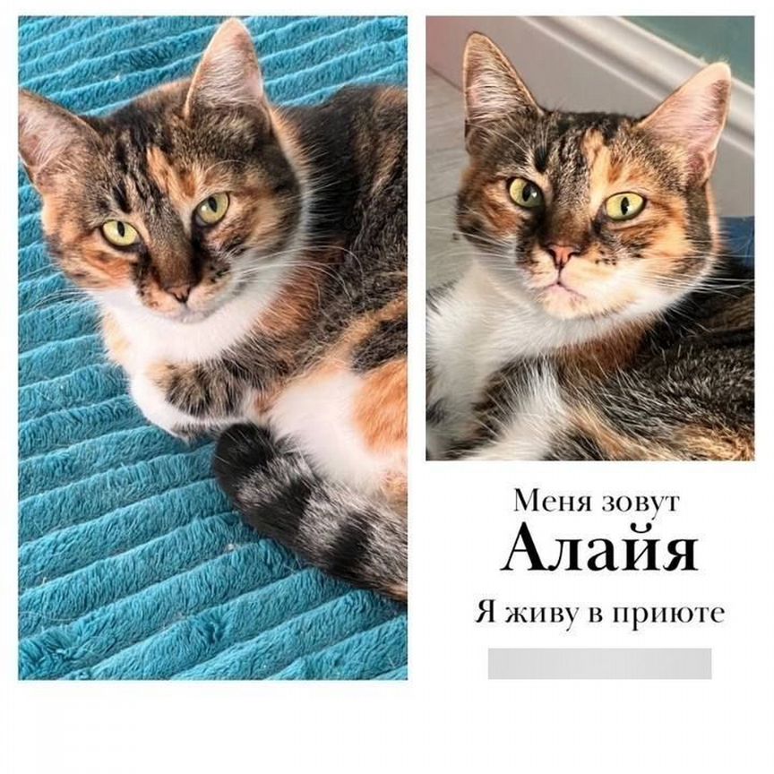 Кошка в добрые руки в любой город