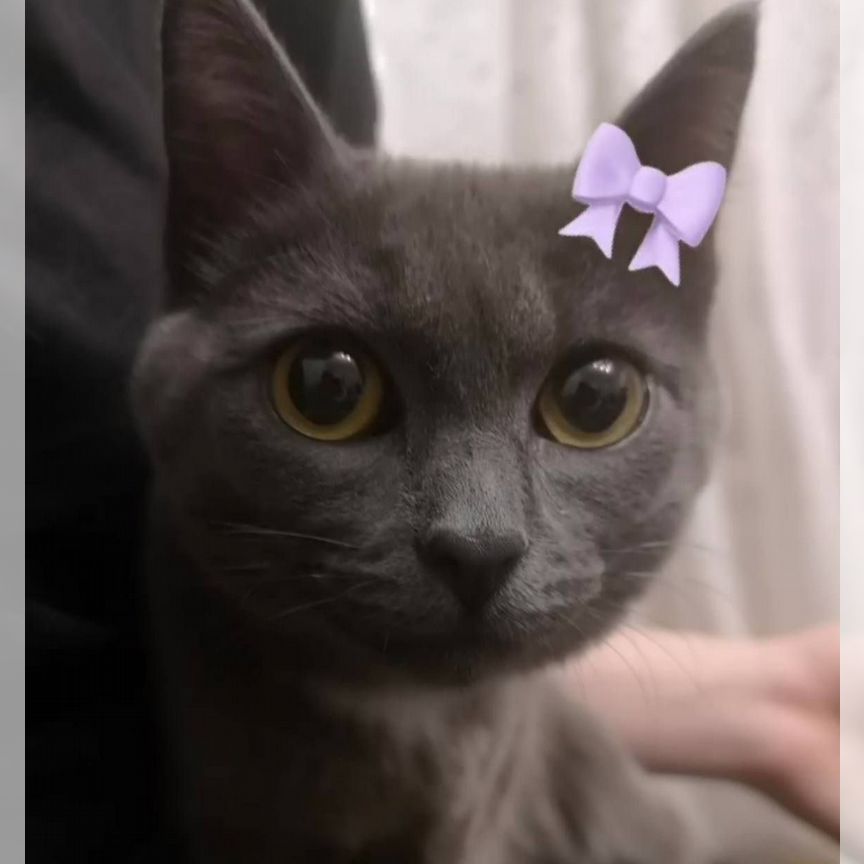 Взрослая кошка в добрые руки