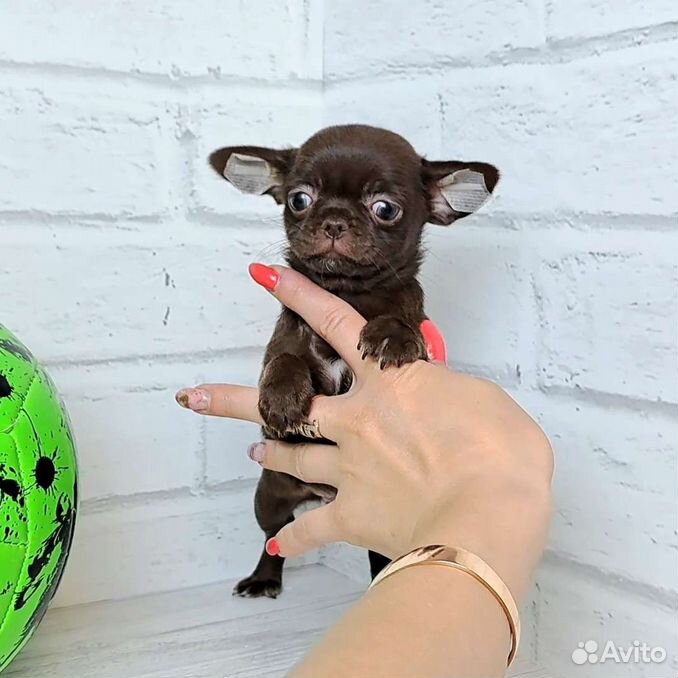 Чихуахуа шоколадный мальчик красавчик