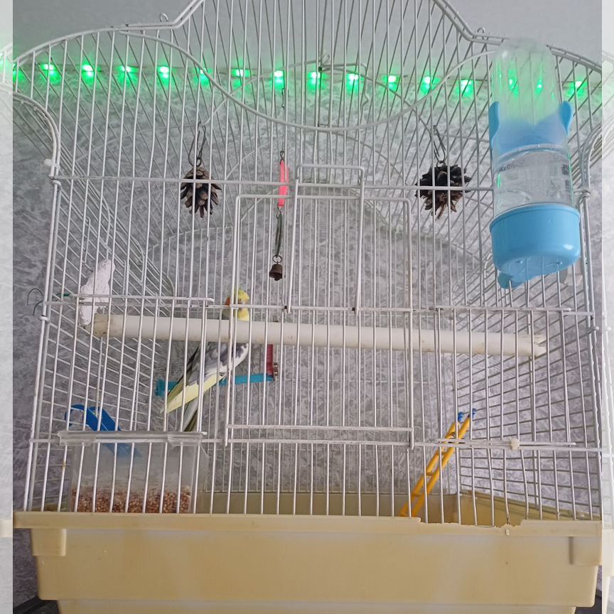 Попугай корелла с клеткой