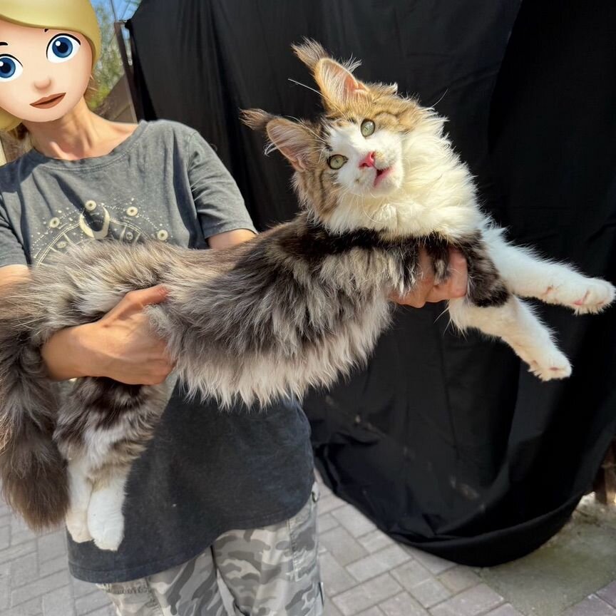 Котик мейн-кун
