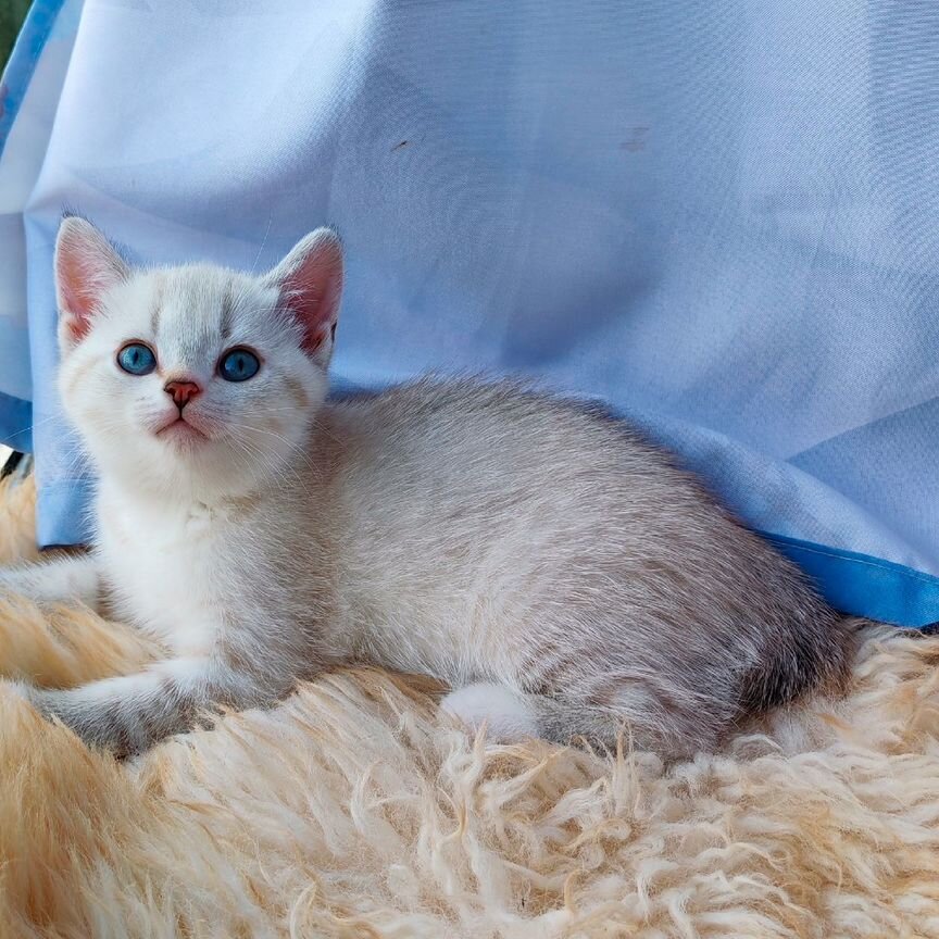 Тайские котята