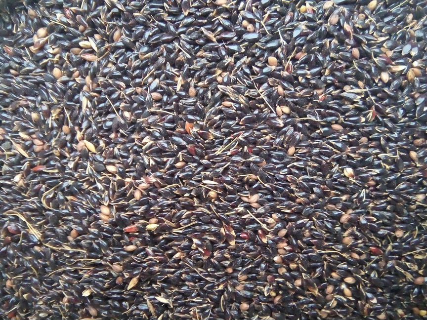 Семена суданки и других трав