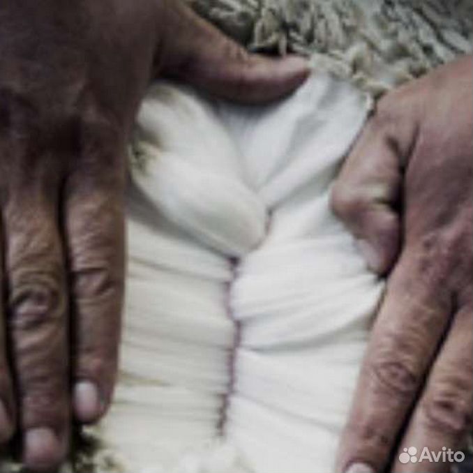 Шерсть овечья немытая