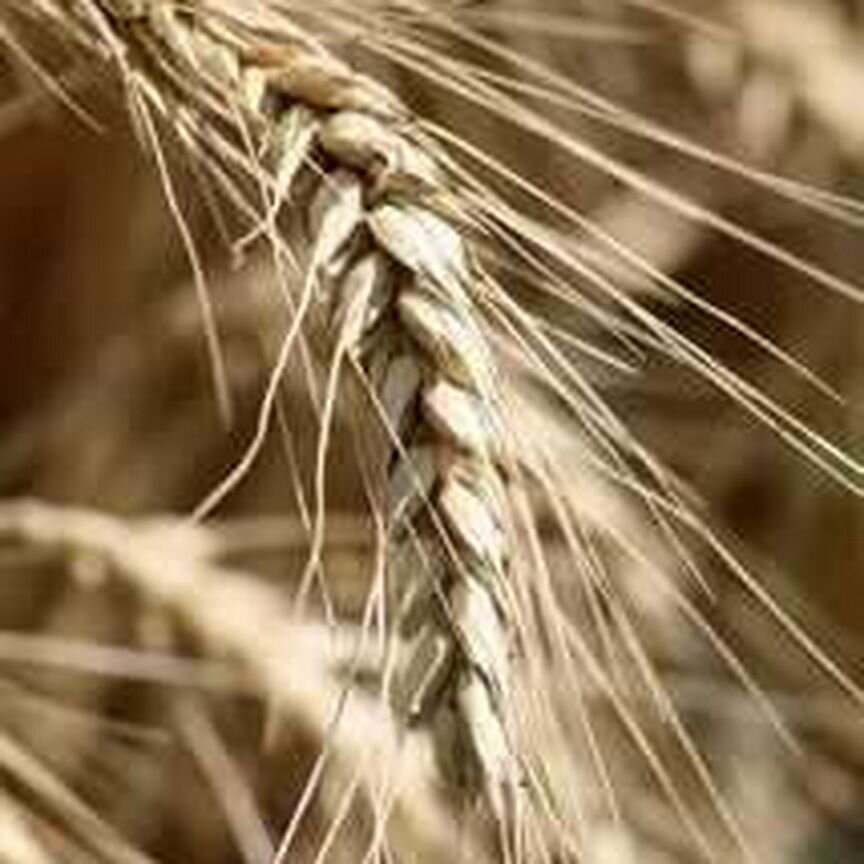 Ячмень. Пшеница