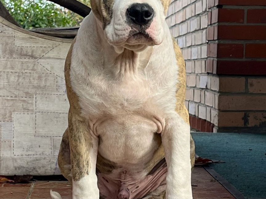 Амстафф мальчик 3 мес тигровый