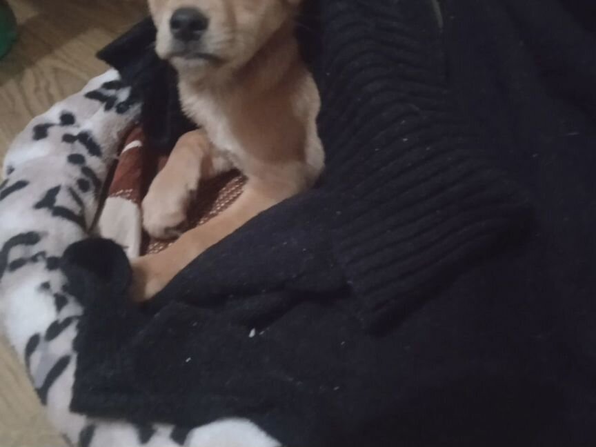 Щенок ищет дом