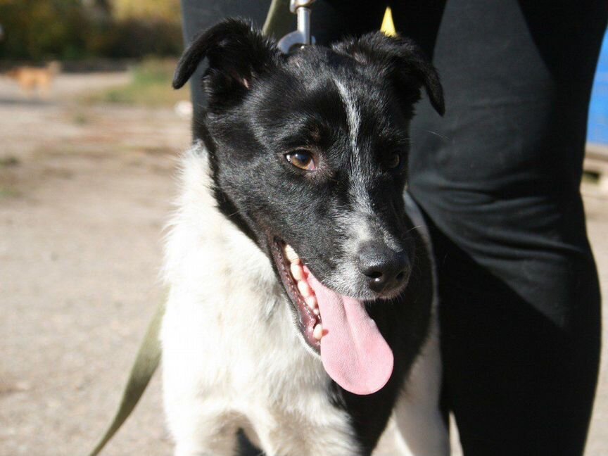 Щенок в добрые руки