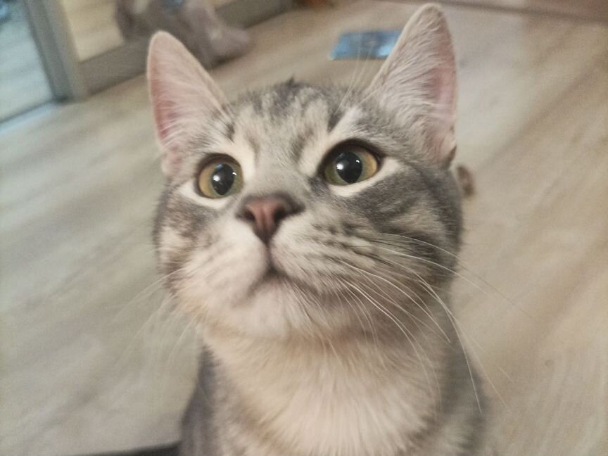 Особенный серый котенок