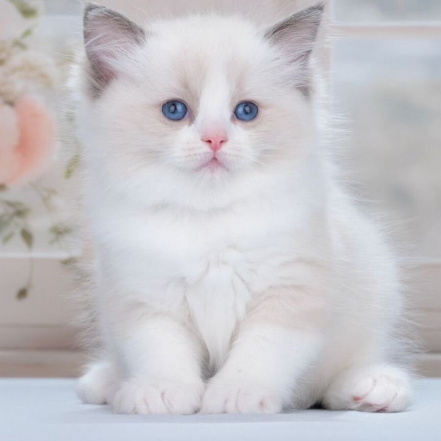 Рэгдолл котёнок