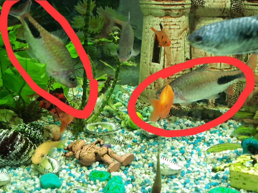 Аквариумные рыбки