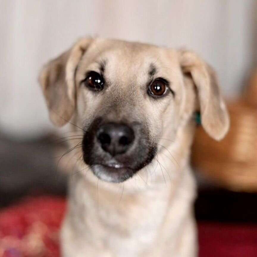 Собака в добрые руки бесплатно