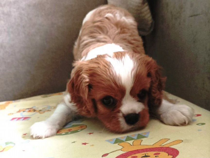 Щенок Кавалер Кинг Чарльз Спаниель