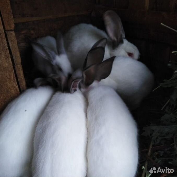 Продаю калифорнийцев