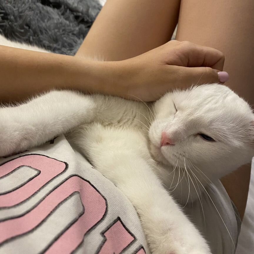 Взрослый кот в добрые руки