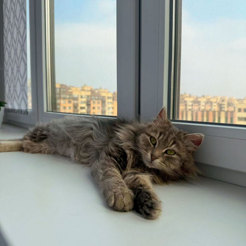 Друг человека кот Кокос (10-12 мес)