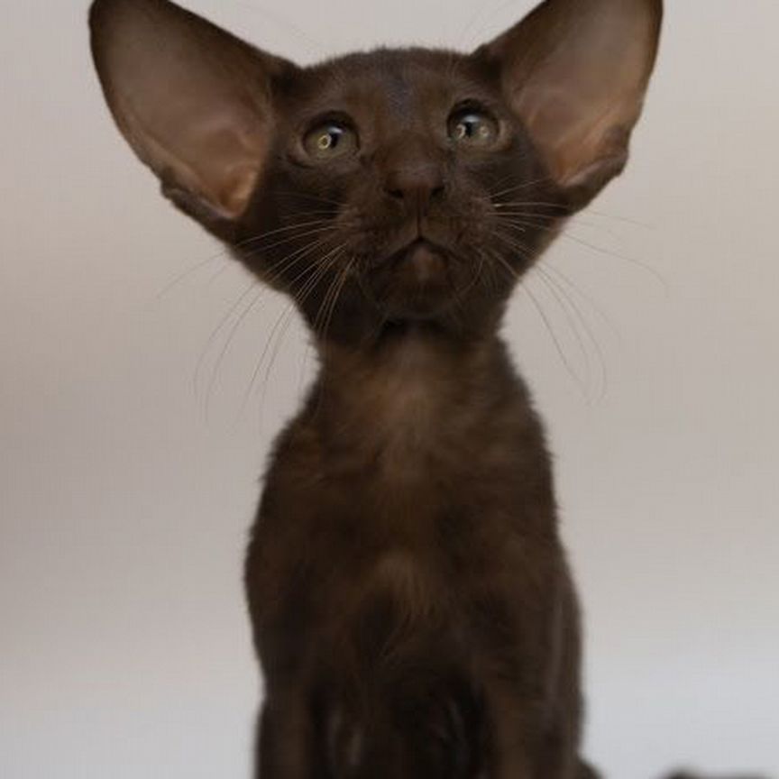 Ориентальный короткошёрстный котёнок