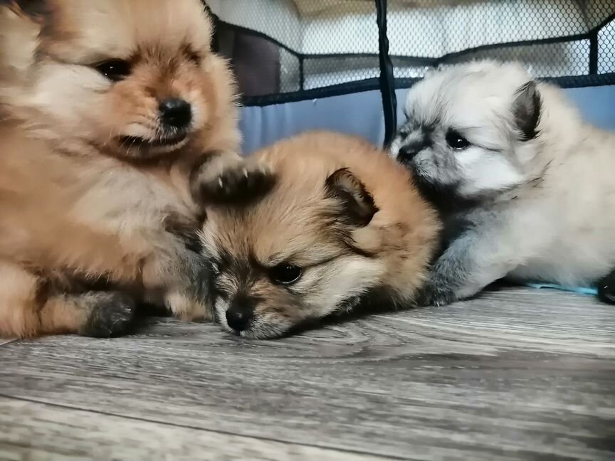 Щенки померанского шпица медвежьего типа
