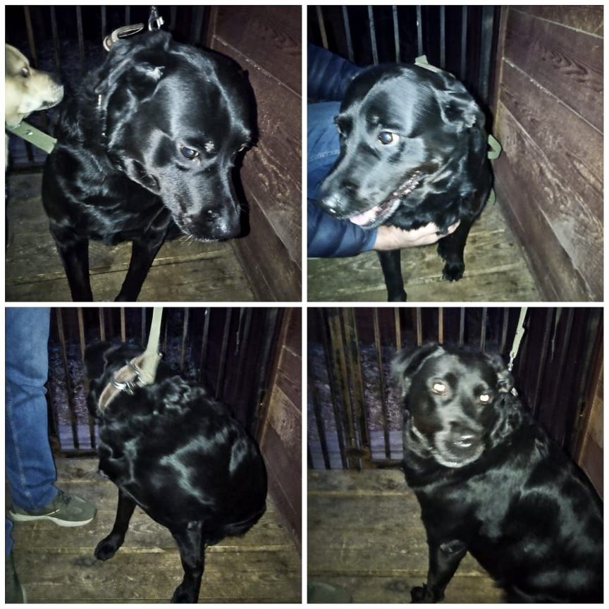 Лабрадор в поисках дома