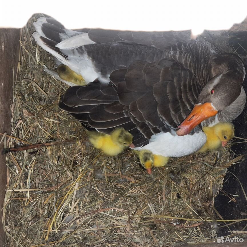 Семья гусей