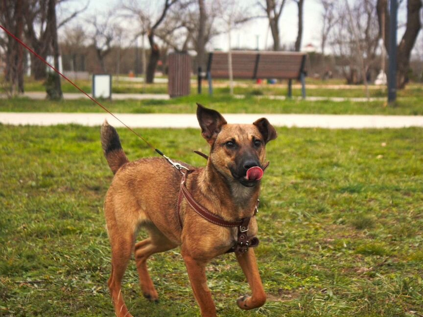 Собаку спасли военные