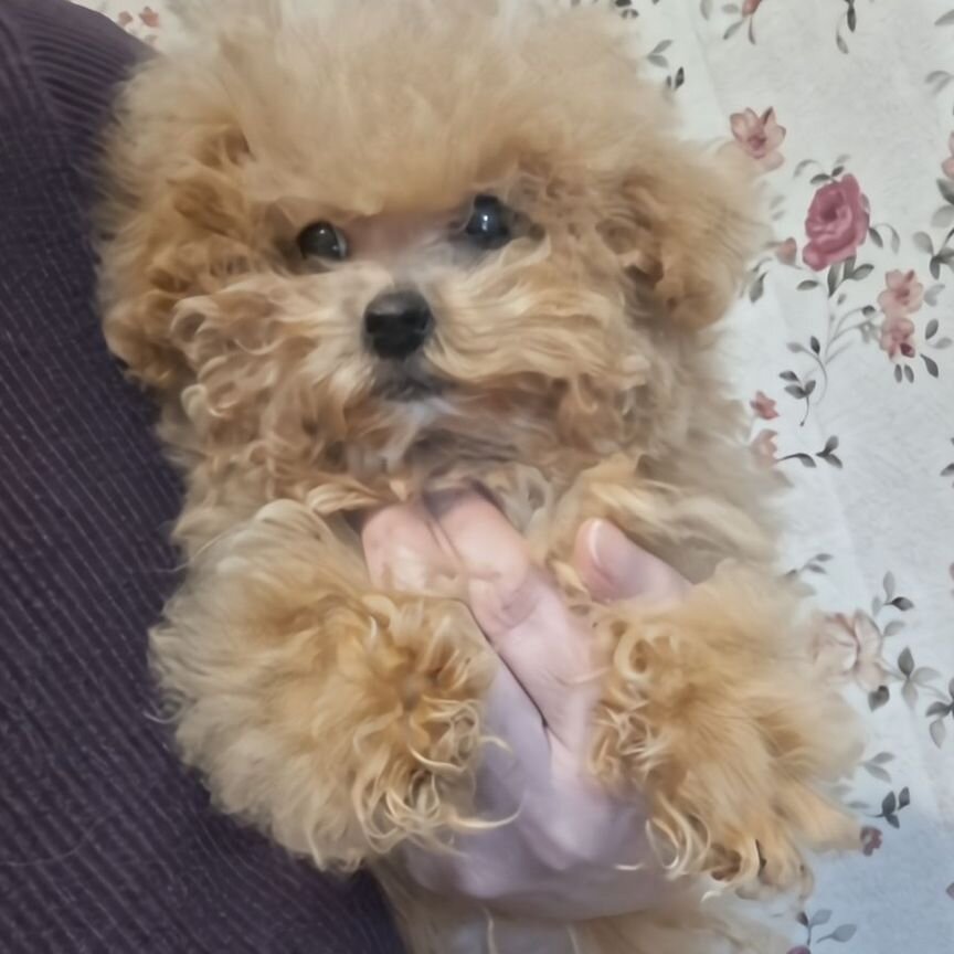 Мальтипу, щенок