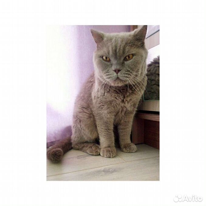 Кот Британец 5 лет кастрирован