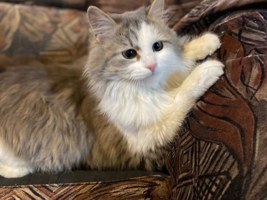 Кошка
