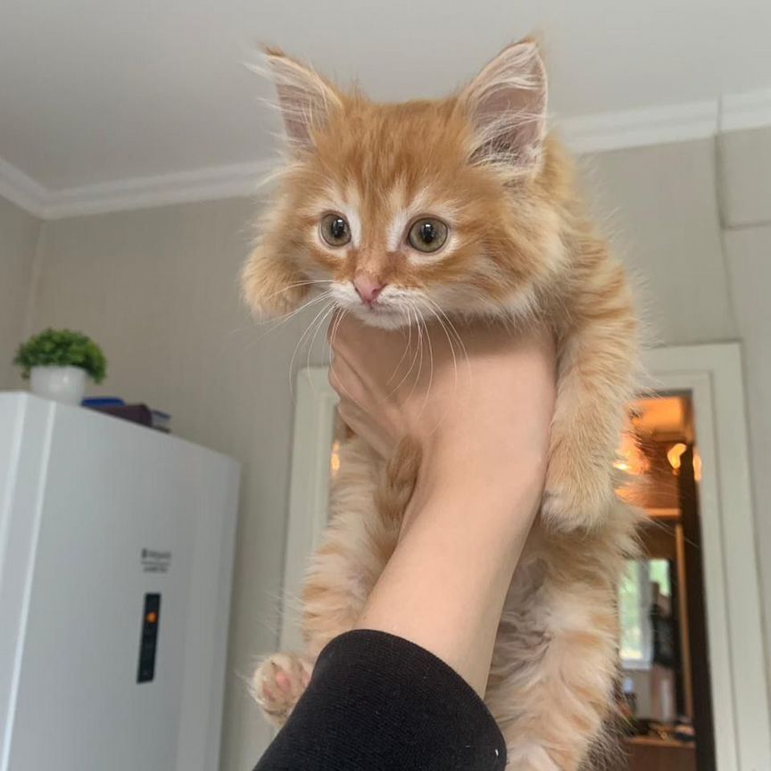 Котенок рыженький девочка