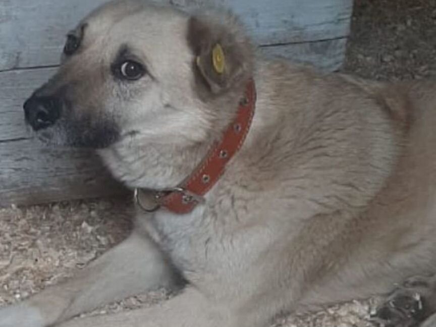 Потерялся пес