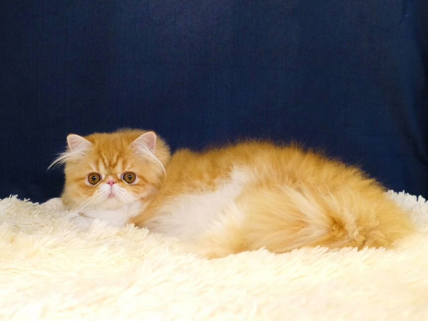 Персидская девочка 3 мес