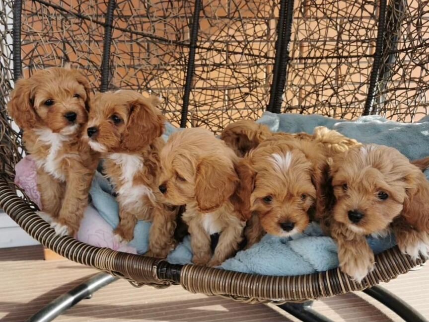 Щенки кавапу