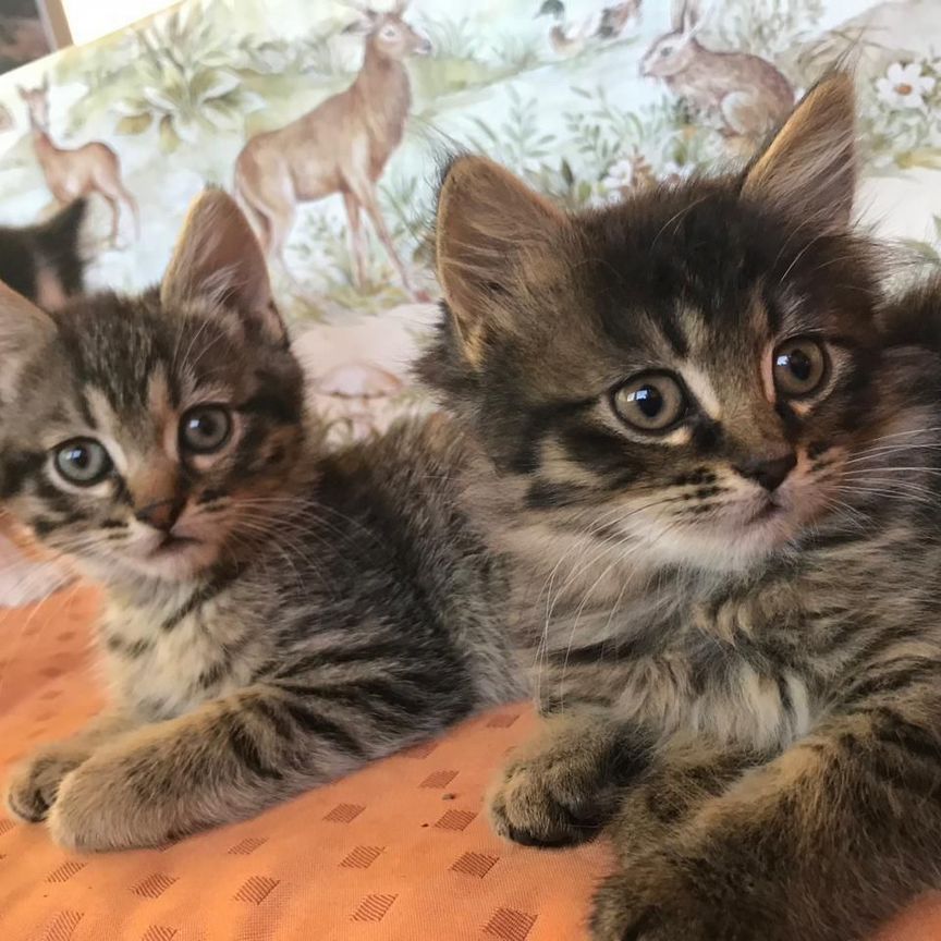 Котята в добрые руки 2 месяца