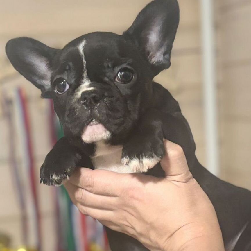 Францкузский бульдог