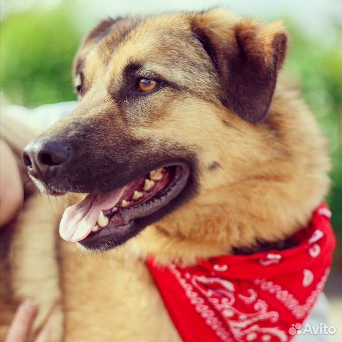 Собака в добрые руки (Бурбон)