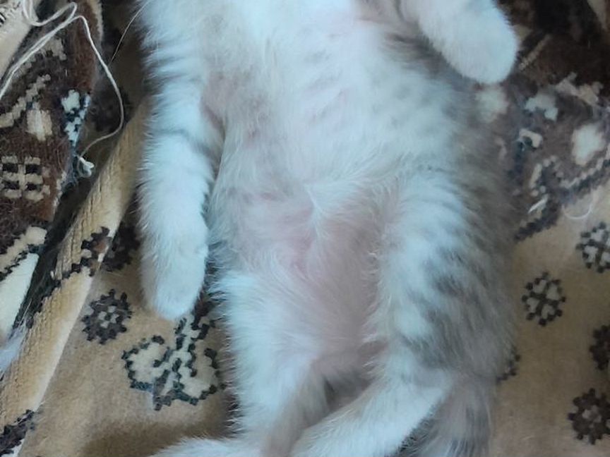 Шотландские вислоухие