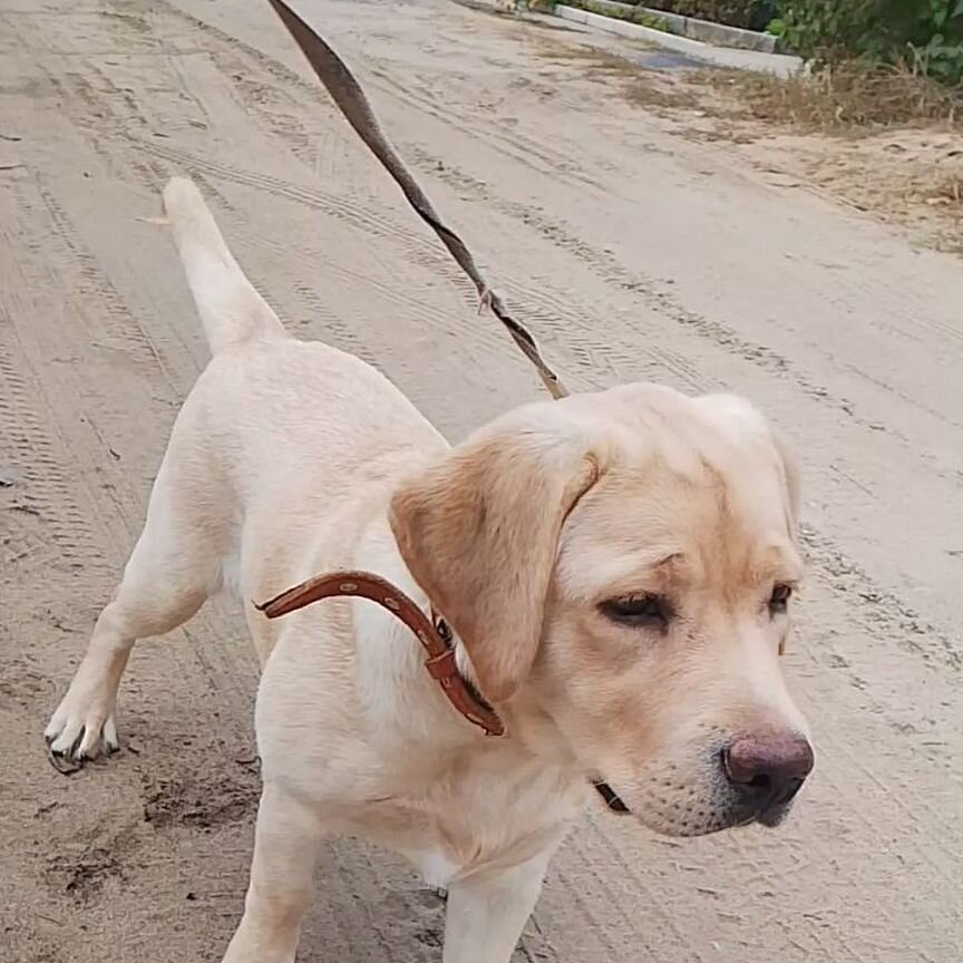 Лабрадор щенок