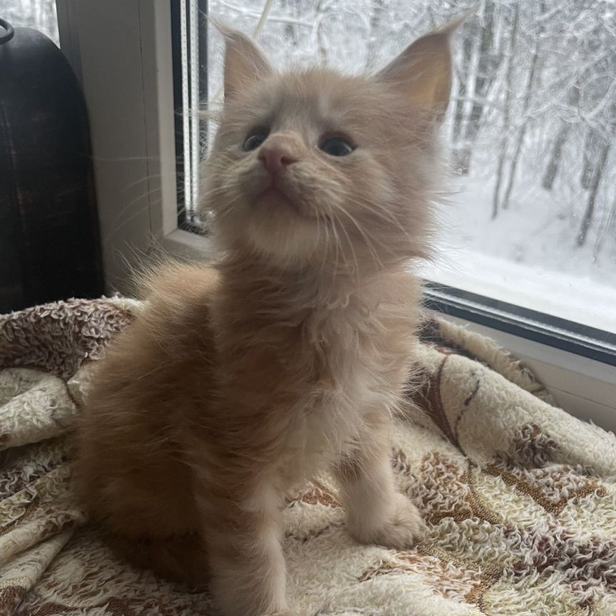 Котята мейн-кун